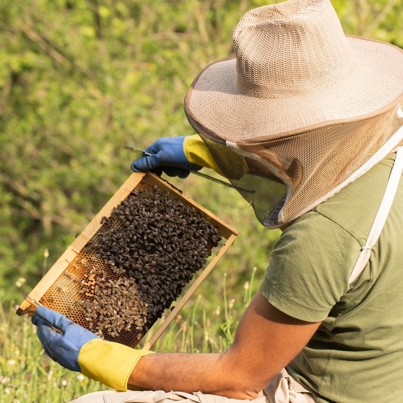 βιολογικη μελισσοκομια – Welcome to the magic world of Honey Bees!