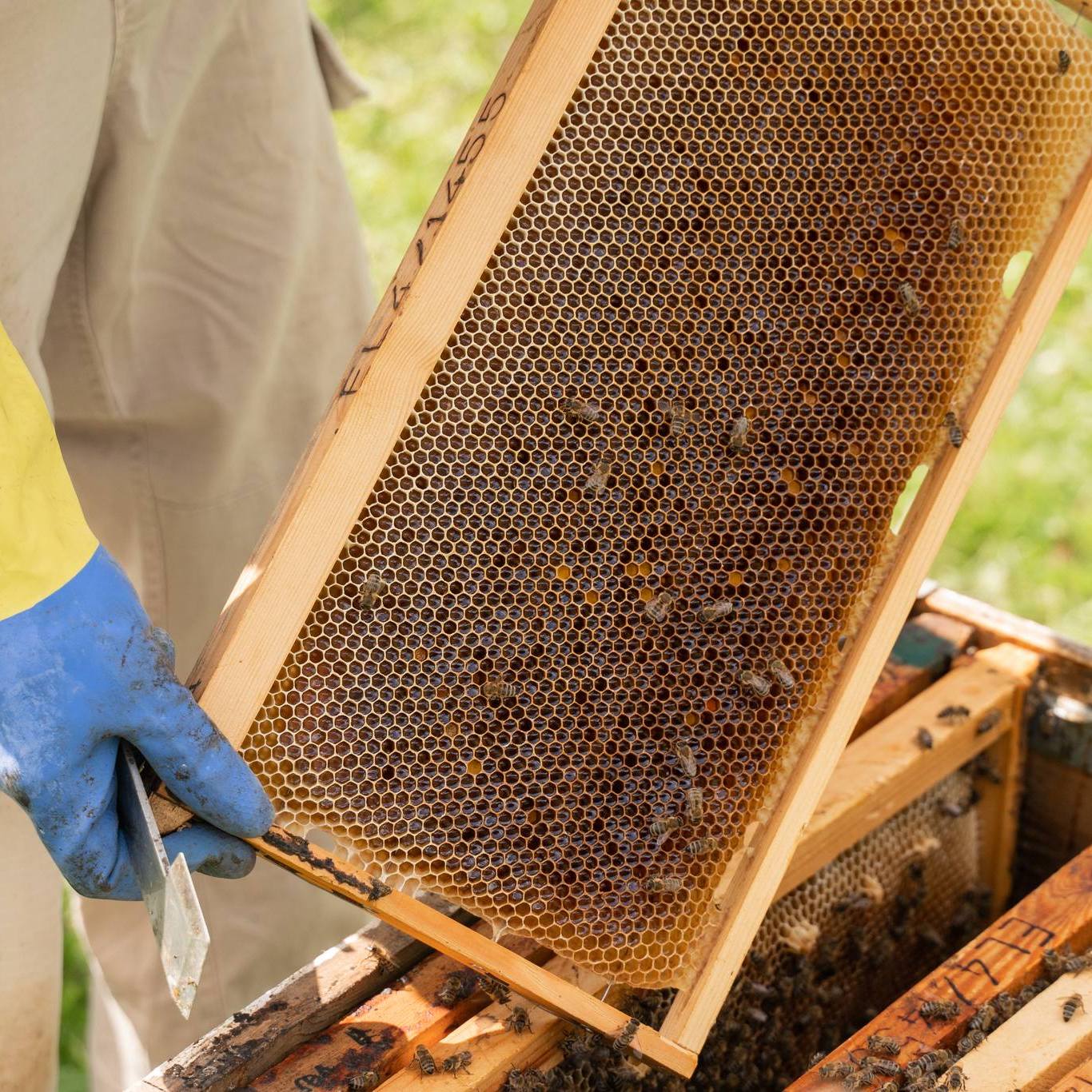 βιολογικη μελισσοκομια – Welcome to the magic world of Honey Bees!