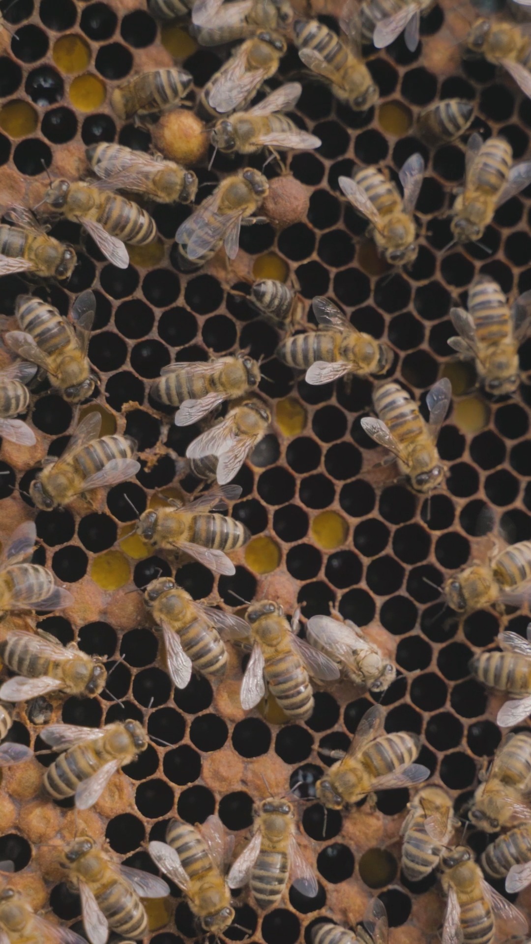 βιολογικη μελισσοκομια – Welcome to the magic world of Honey Bees!