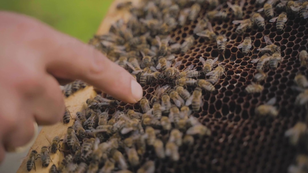 βιολογικη μελισσοκομια – Welcome to the magic world of Honey Bees!